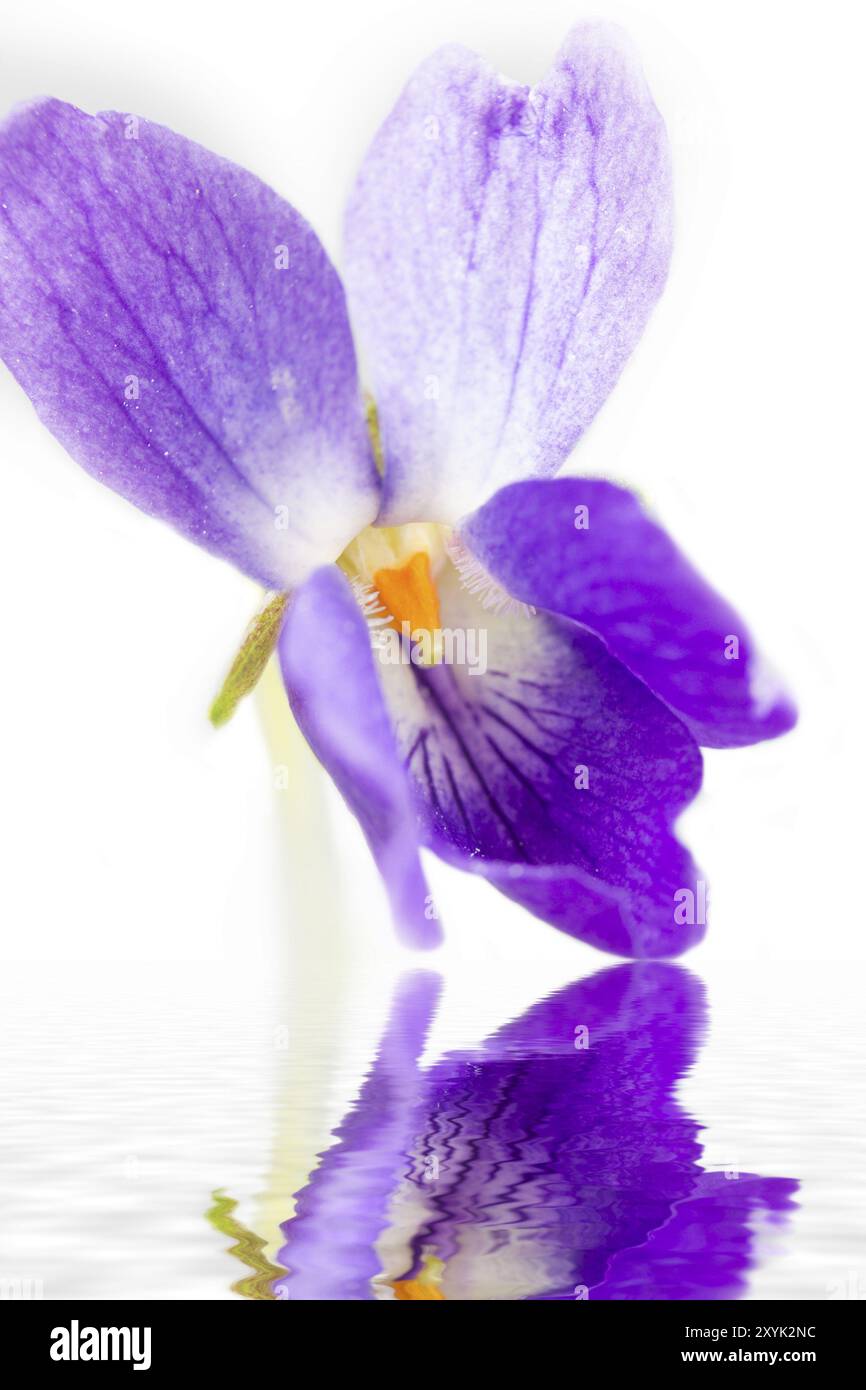 Viola odorata (Viola Odorata), close-up Stock Photo - Alamy