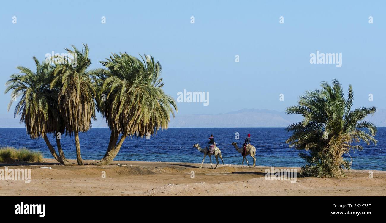 Two Egyptian teenagers riding camels ride along the coast of the Red ...