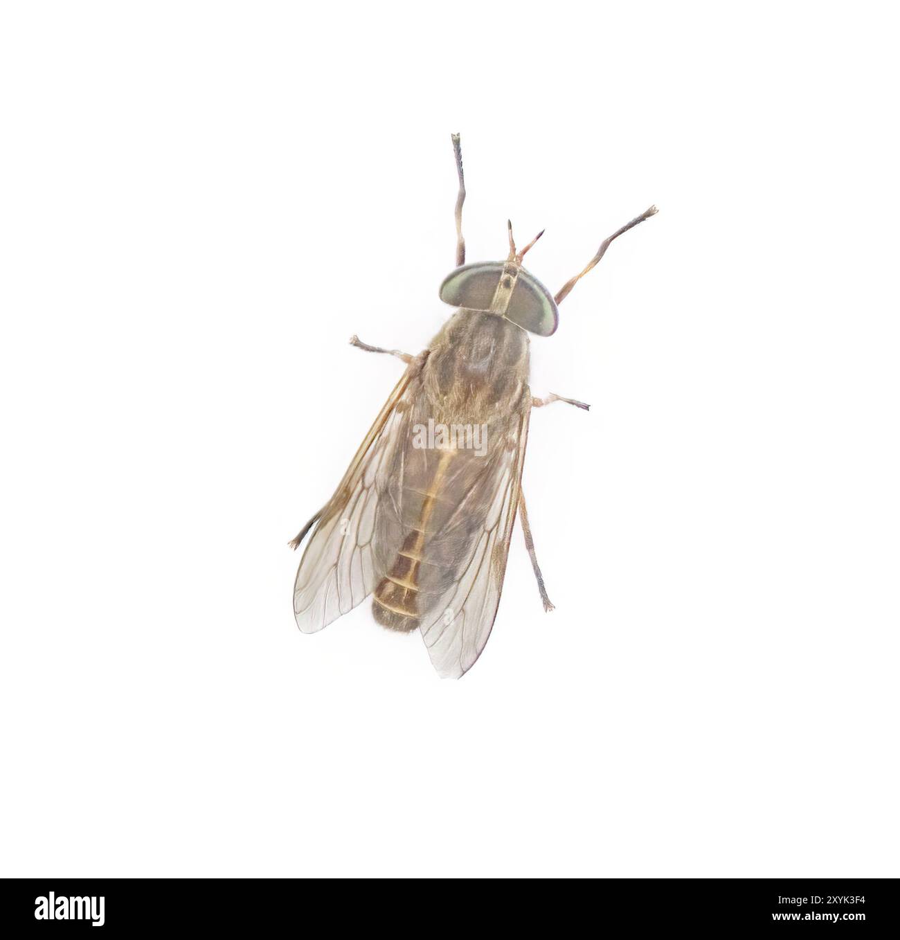 striped horse fly - Tabanus lineola - species of biting yellow horse ...