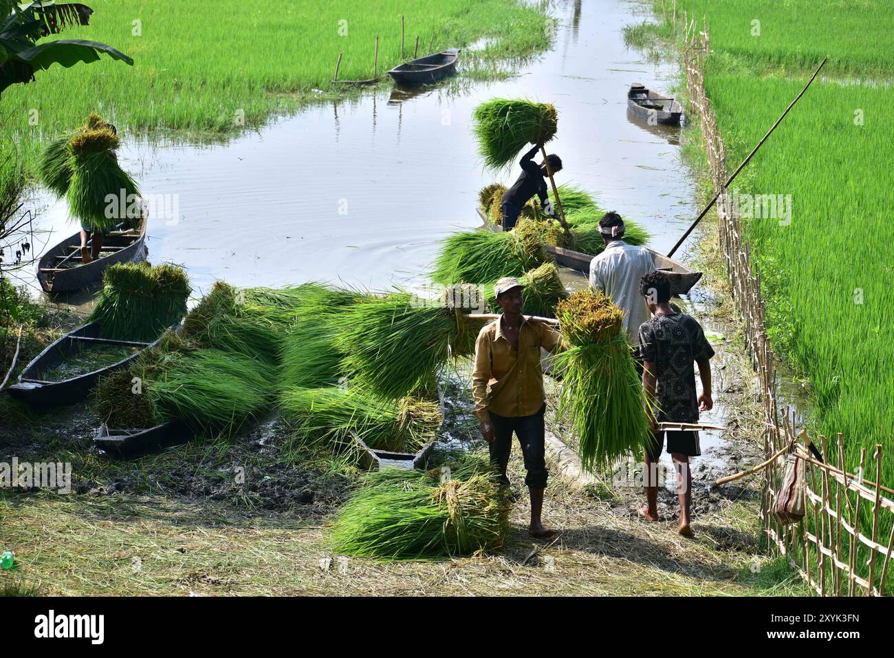 Assam. 30th Aug, 2024. Farmers carry fodder for domestic animals in ...