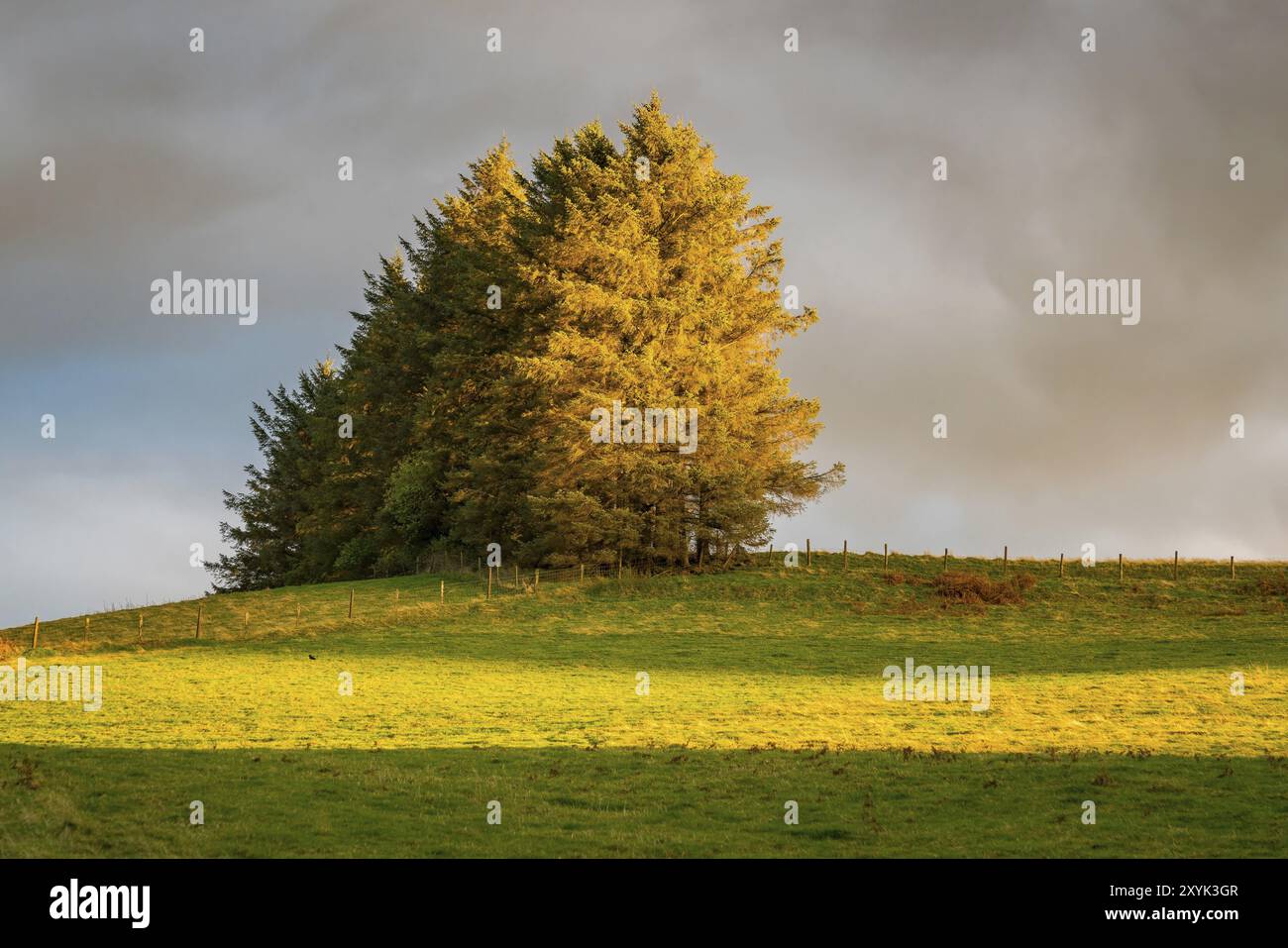 Trees with the evening sun shining through some grey clouds, seen near ...