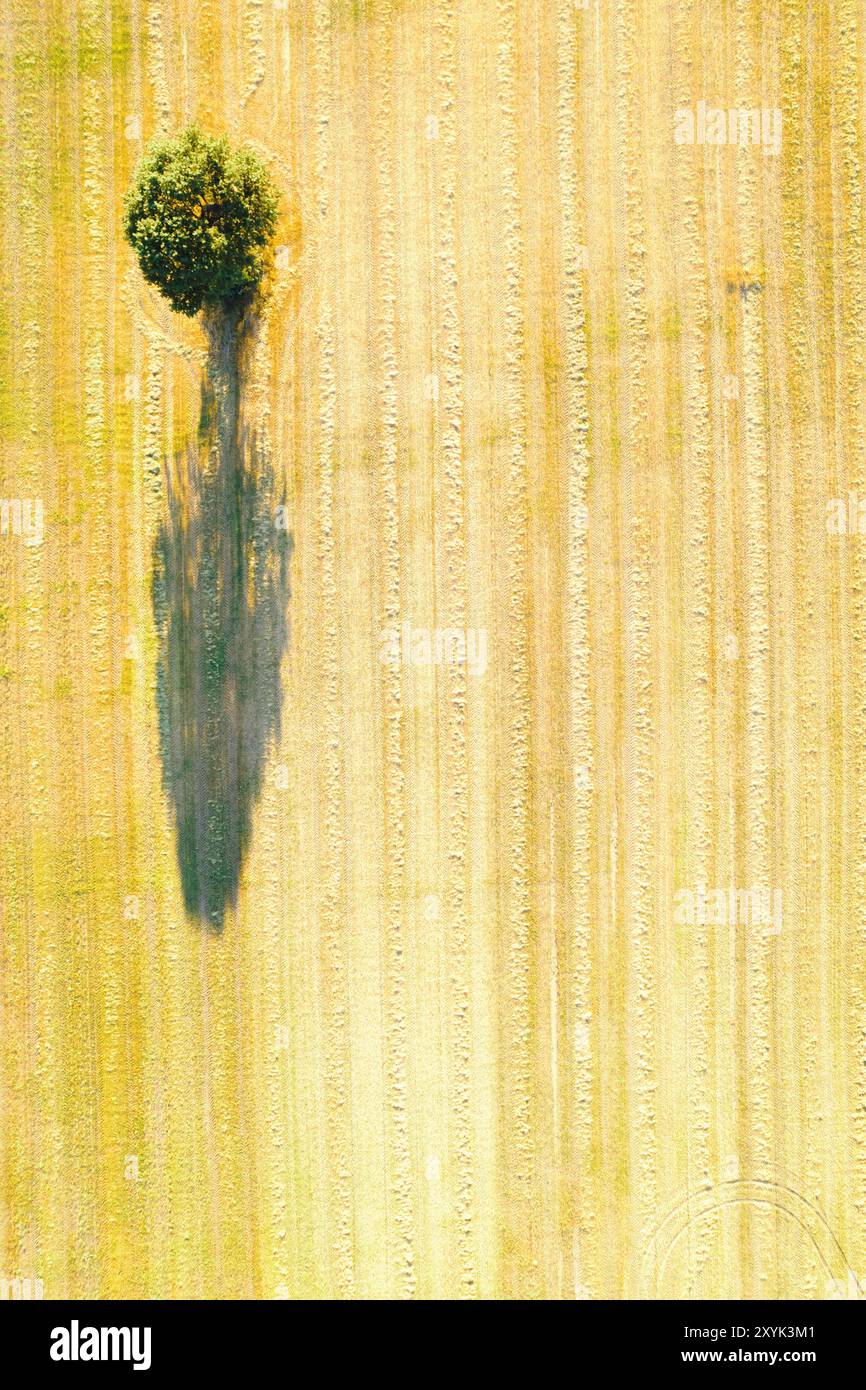 Aerial view oak tree hi-res stock photography and images - Alamy