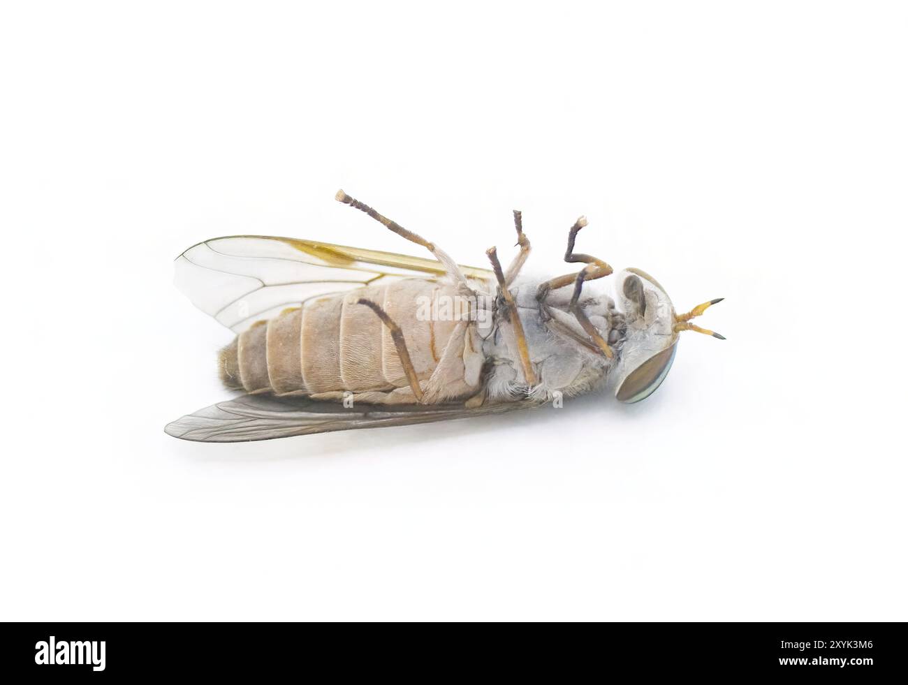 striped horse fly - Tabanus lineola - species of biting yellow horse ...