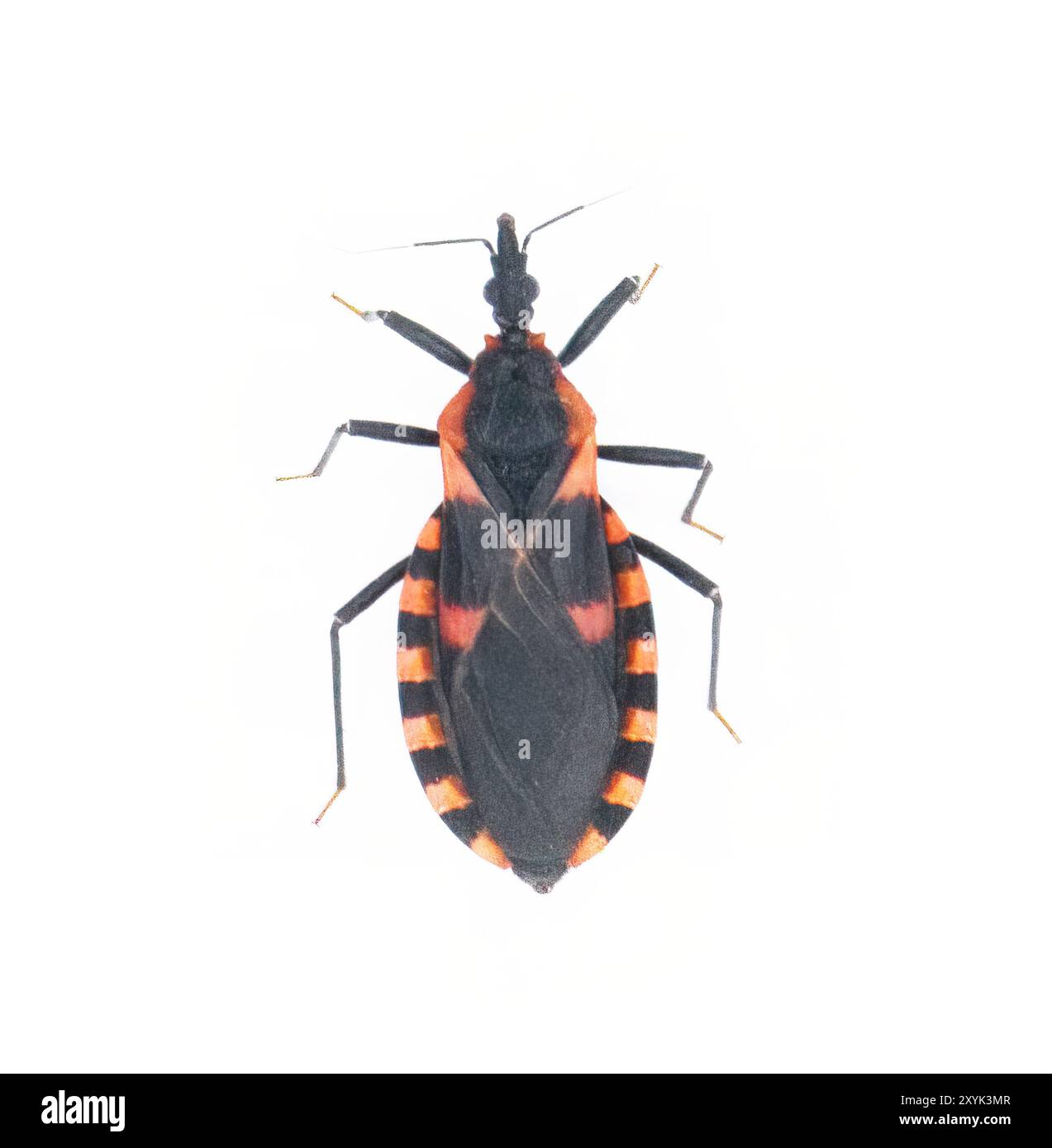 Eastern Bloodsucking Conenose Kissing bed Bug - Triatoma sanguisuga ...
