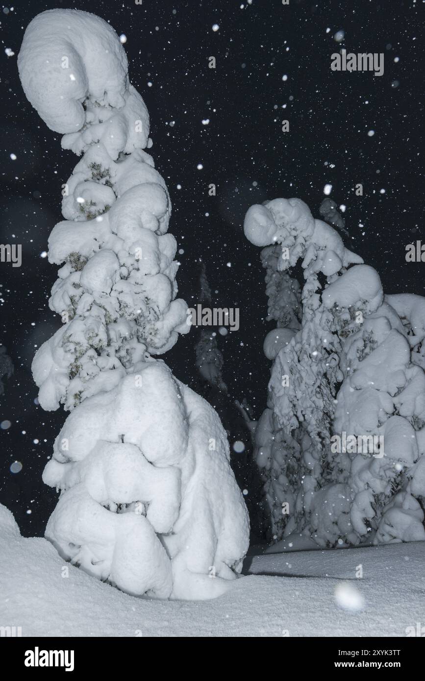 Snowfall in a snow-covered landscape, Muddus National Park, Laponia ...