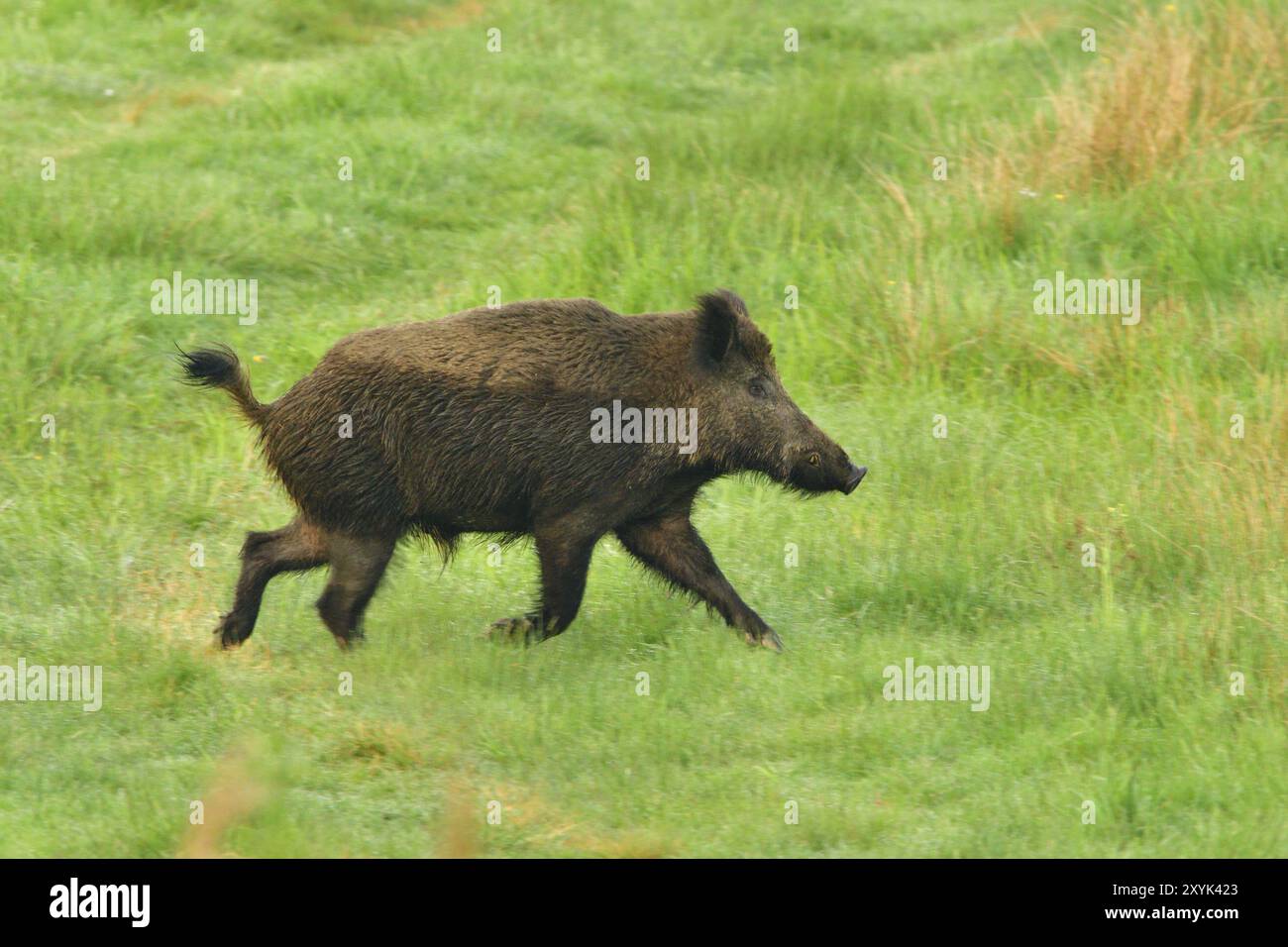 Wild boar on the run, Wild boar running over a meadow in the morning ...