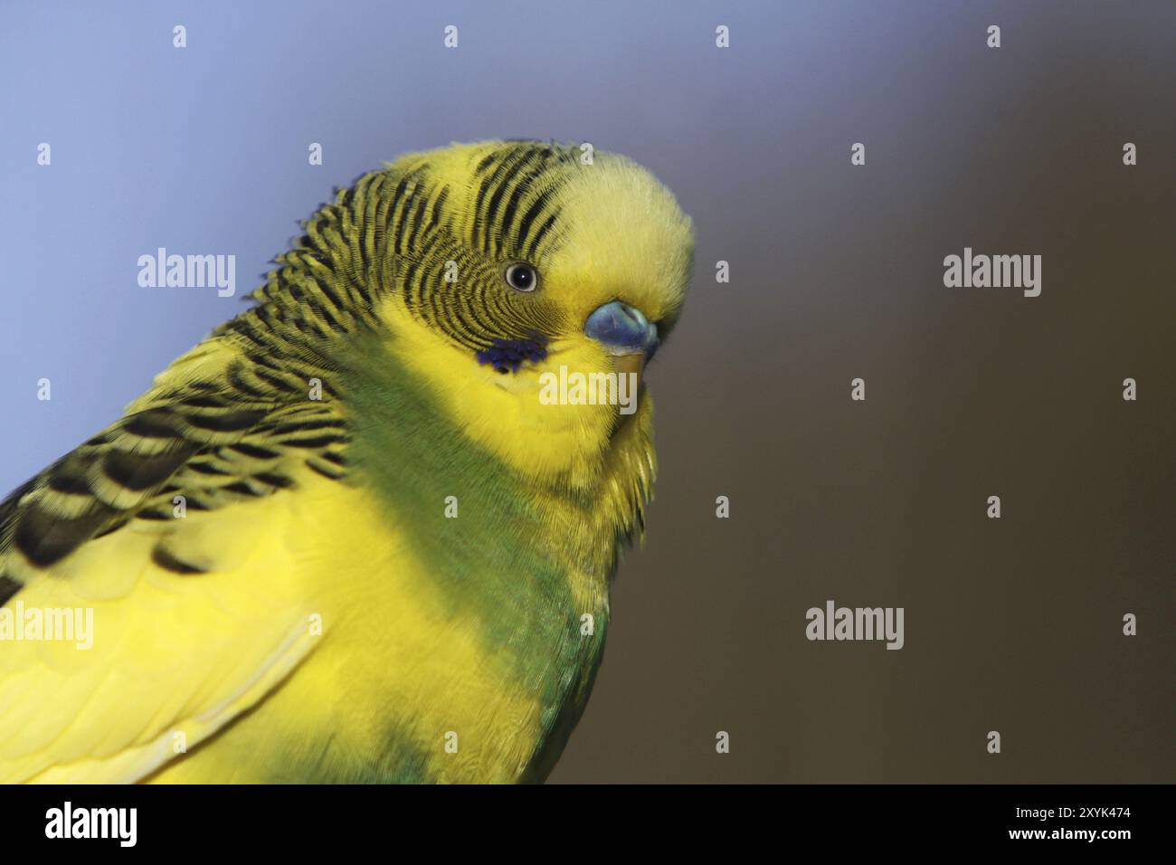 Yellow budgerigar hi-res stock photography and images - Alamy