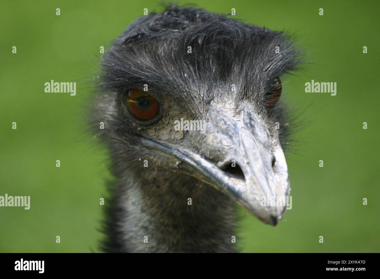 Large emu, portrait Stock Photo - Alamy