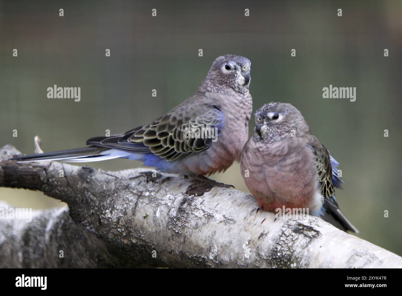 Bourkes parrot hi-res stock photography and images - Alamy