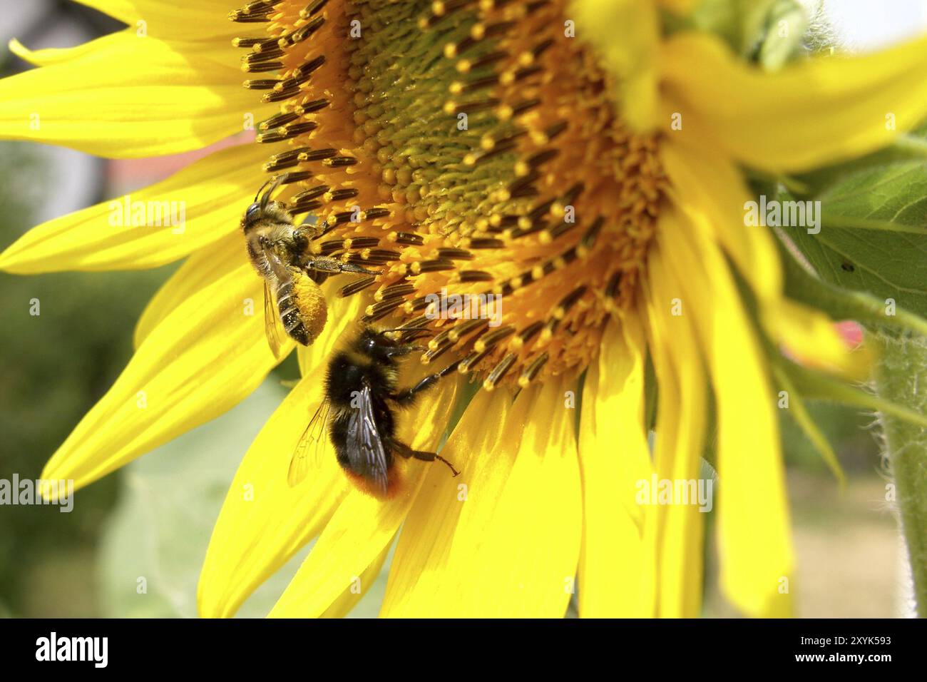 Bumblebees on blooming sunflower hi-res stock photography and images ...