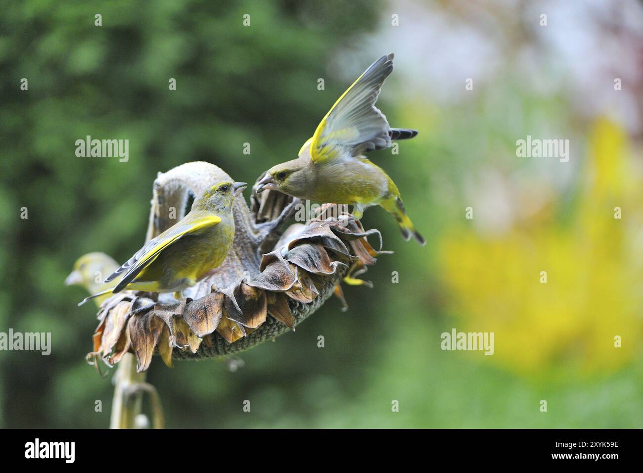 Greenfinch, female, Chloris chloris Greenfinch, Chloris chloris ...