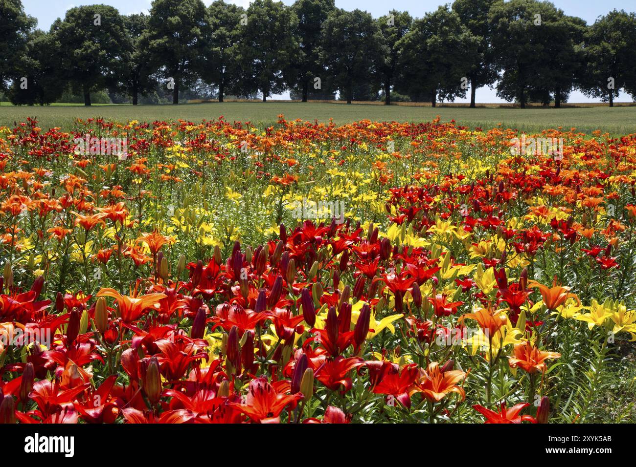 Flowering field of lilies (Lilium Stock Photo - Alamy