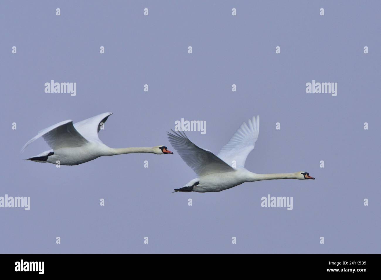 Swans mid flight hi-res stock photography and images - Alamy