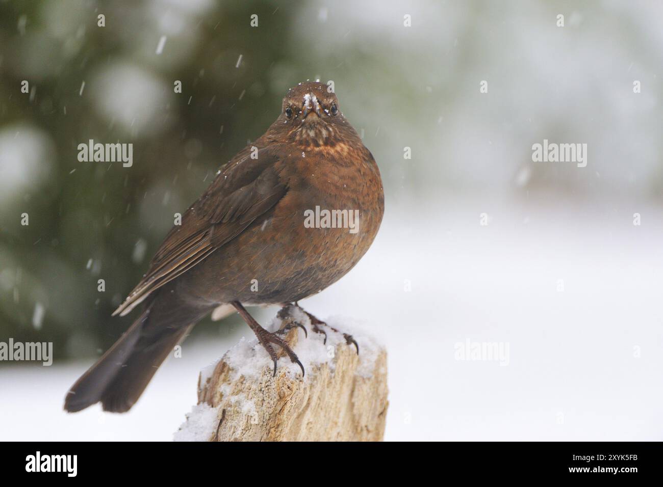 Common Blackbird female in the snow Stock Photo - Alamy