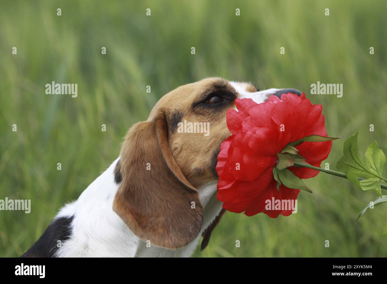 Dog smells flower hi-res stock photography and images - Alamy