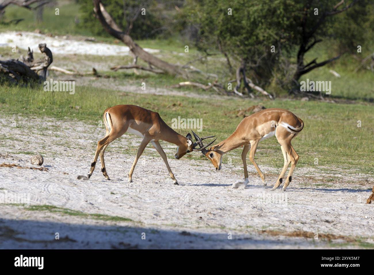 Fighting impala bucks Stock Photo - Alamy