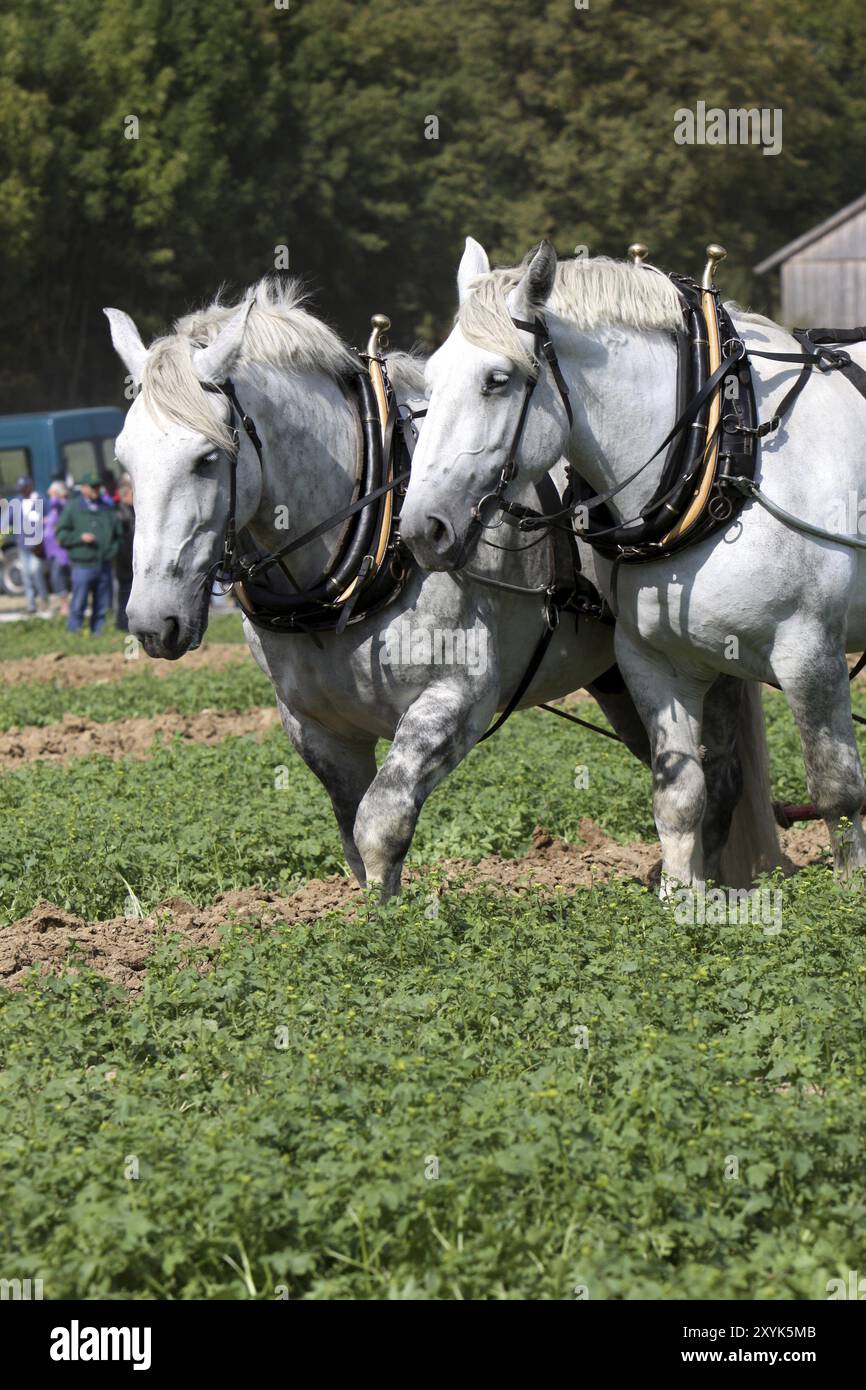 One percheron horse hi-res stock photography and images - Alamy