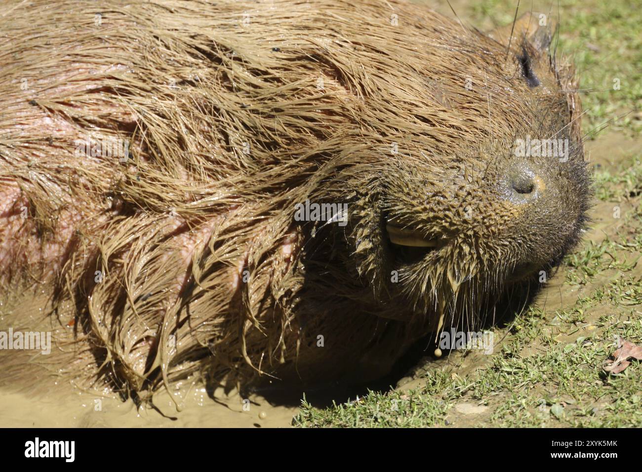 Capybara in the mud bath Stock Photo - Alamy