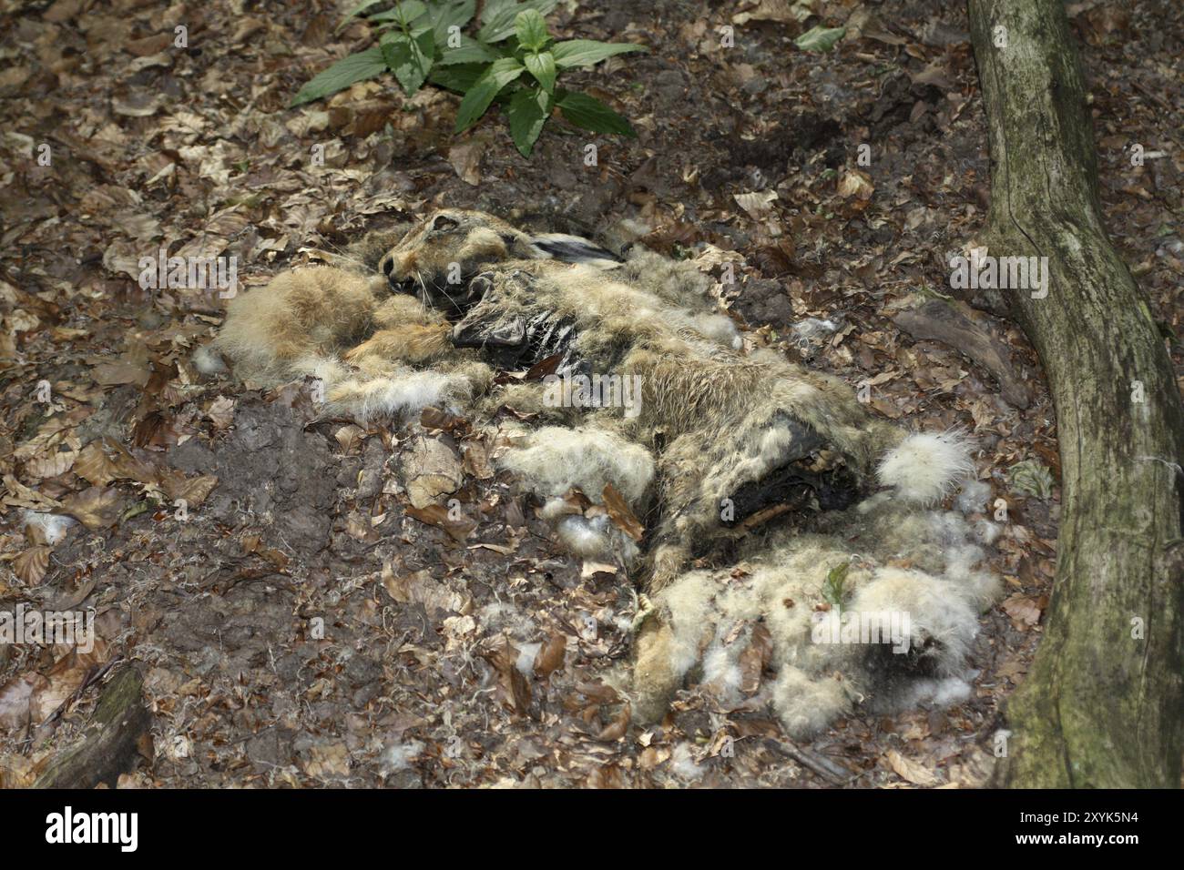 Rotten carcass hi-res stock photography and images - Alamy