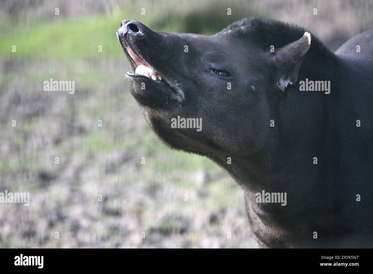 Lowland rainforest people in south america hi-res stock photography and ...