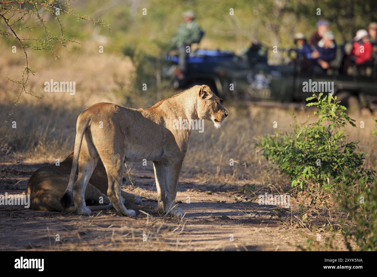 Group shot safari animals hi-res stock photography and images - Alamy