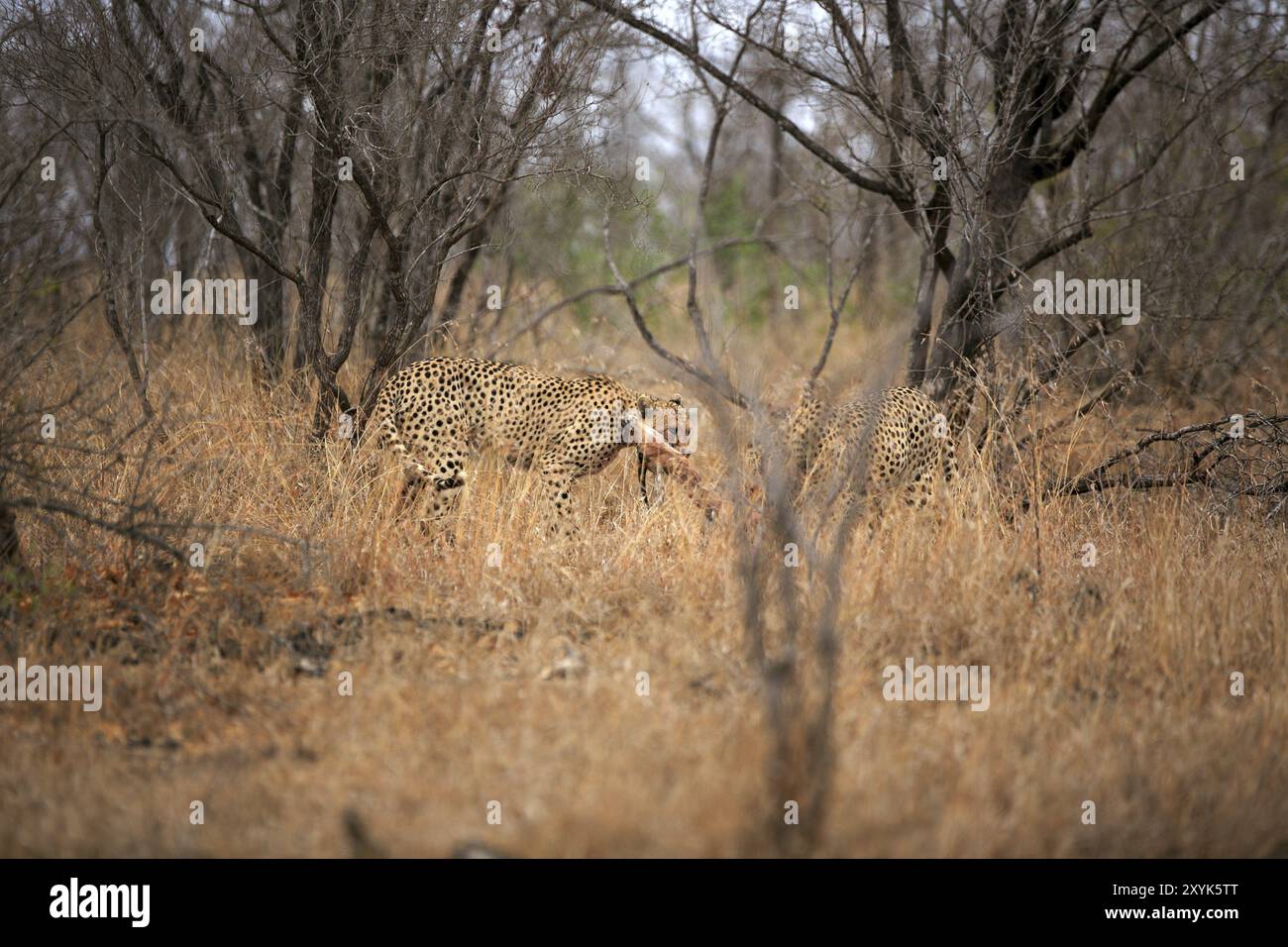 Two cheetahs hunting hi-res stock photography and images - Alamy