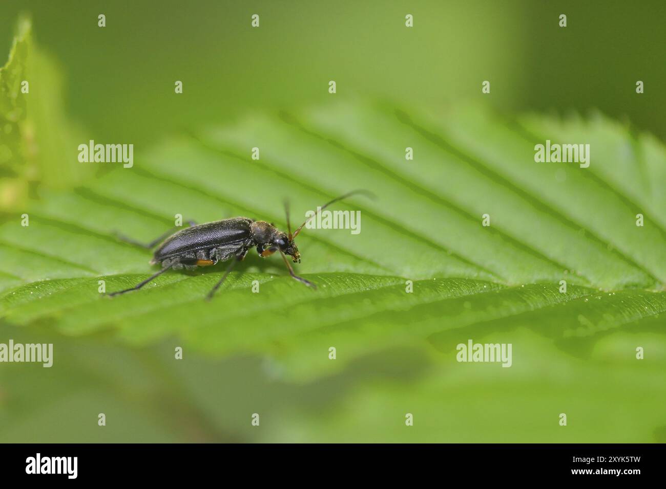 Soft bodied insects hi-res stock photography and images - Alamy