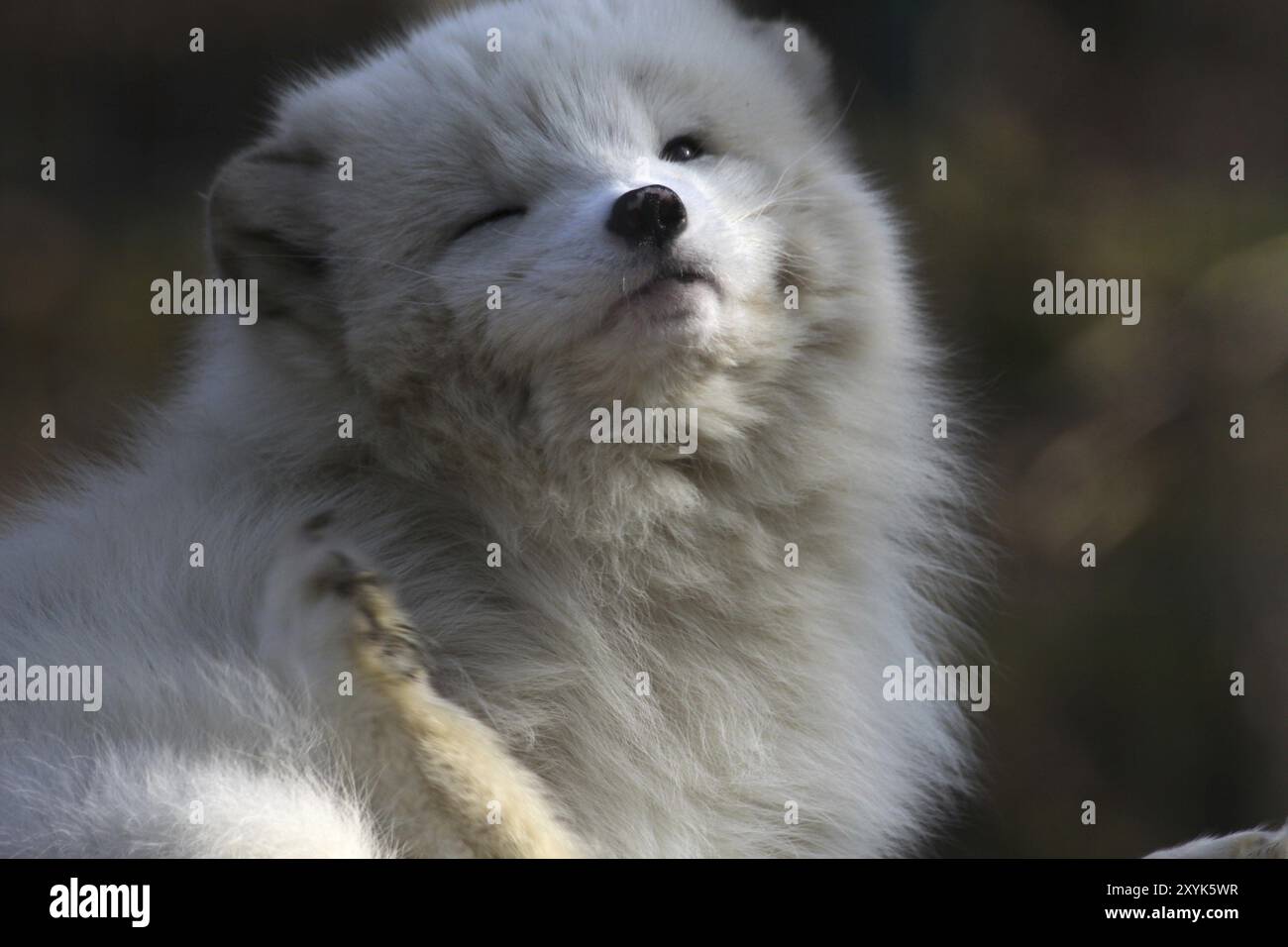 Arctic fox winter coat with prey hi-res stock photography and images ...