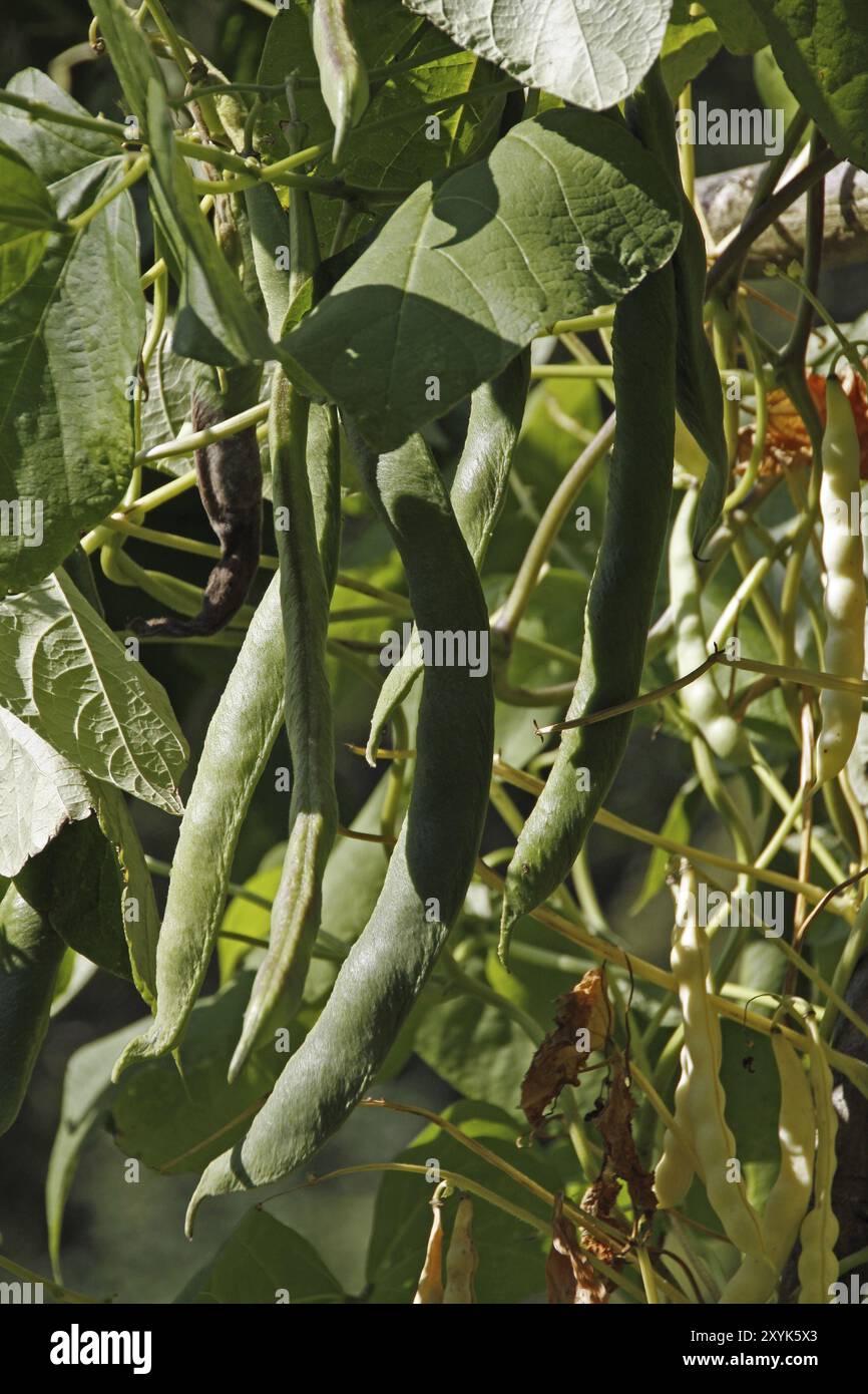Pole bean plants in hi-res stock photography and images - Alamy