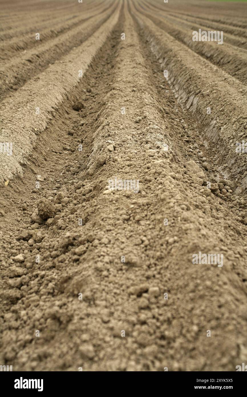 Accurately made furrows in a field for growing carrots Stock Photo - Alamy