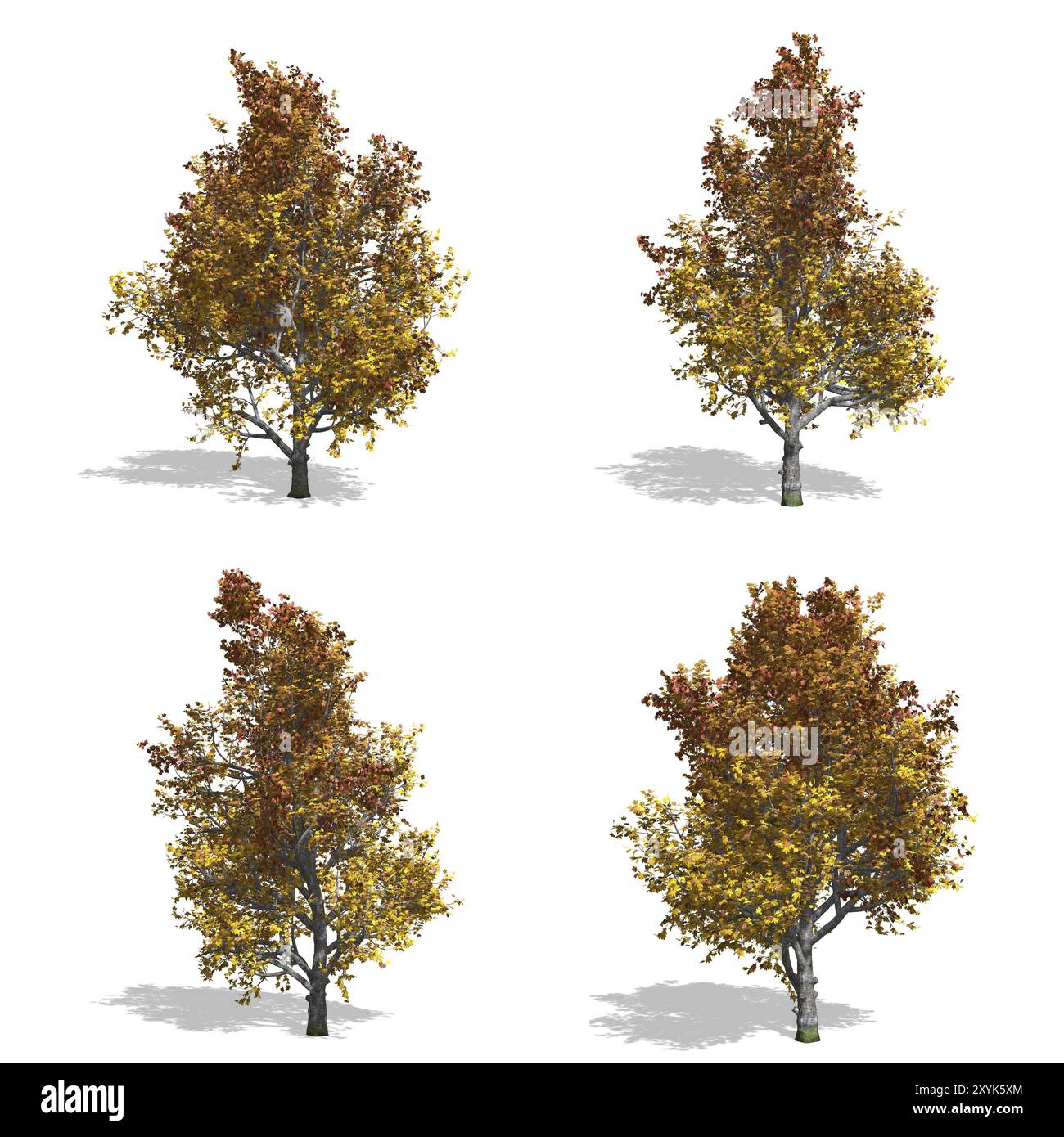 Mountain maple fall trees, isolated on white background Stock Photo - Alamy
