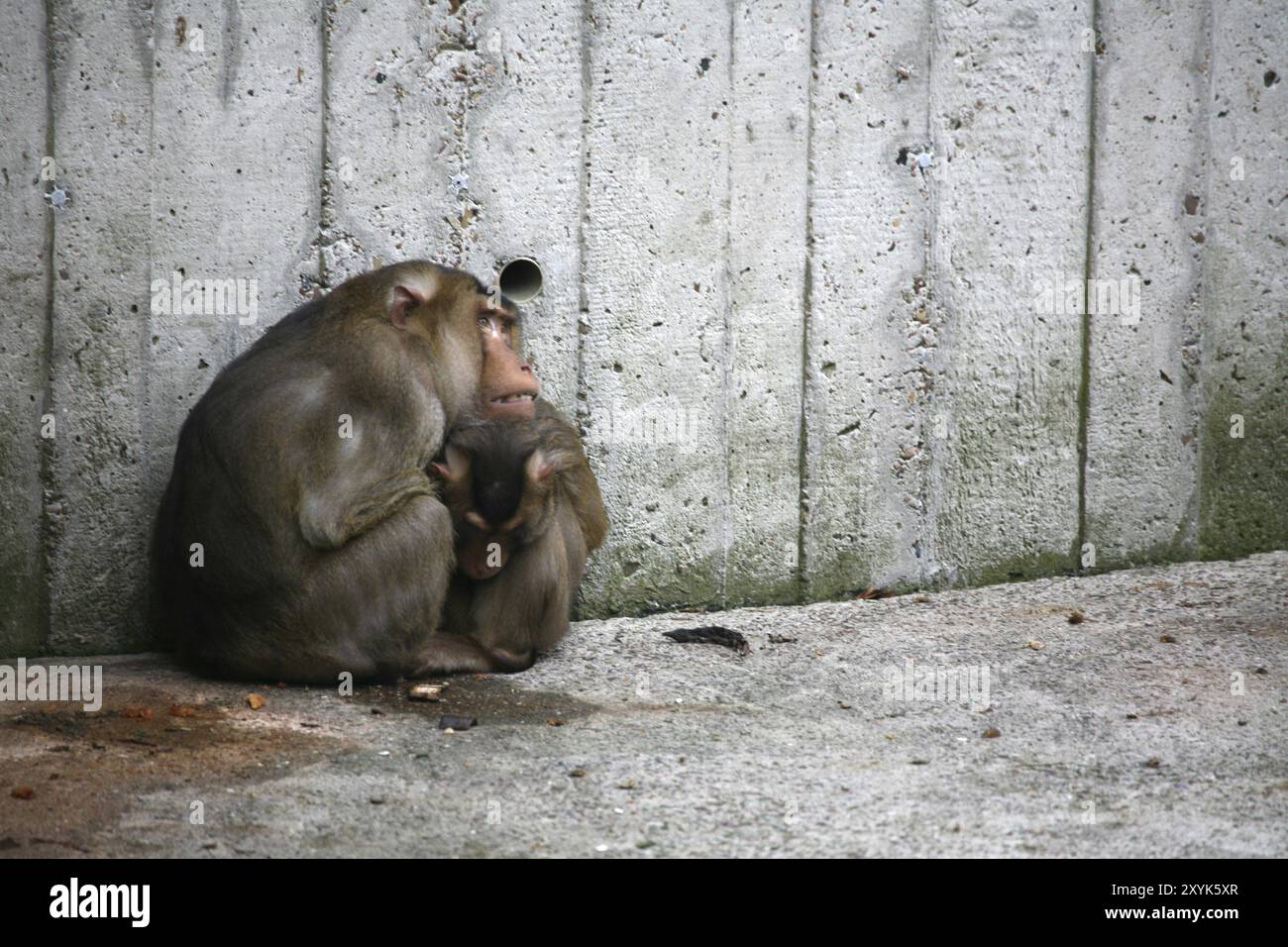 Worried pig hi-res stock photography and images - Alamy