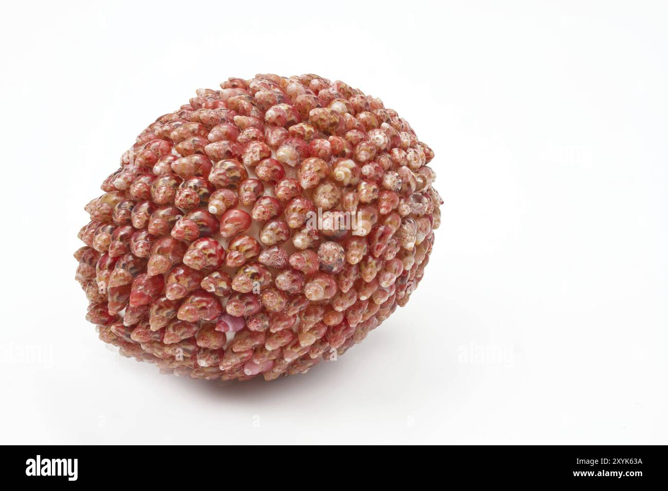 Egg shell slug Cut Out Stock Images & Pictures - Alamy