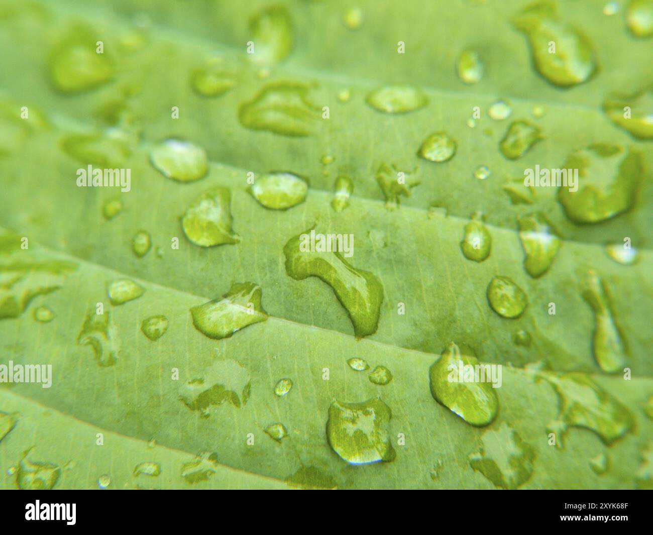 Small waterdrops hi-res stock photography and images - Alamy