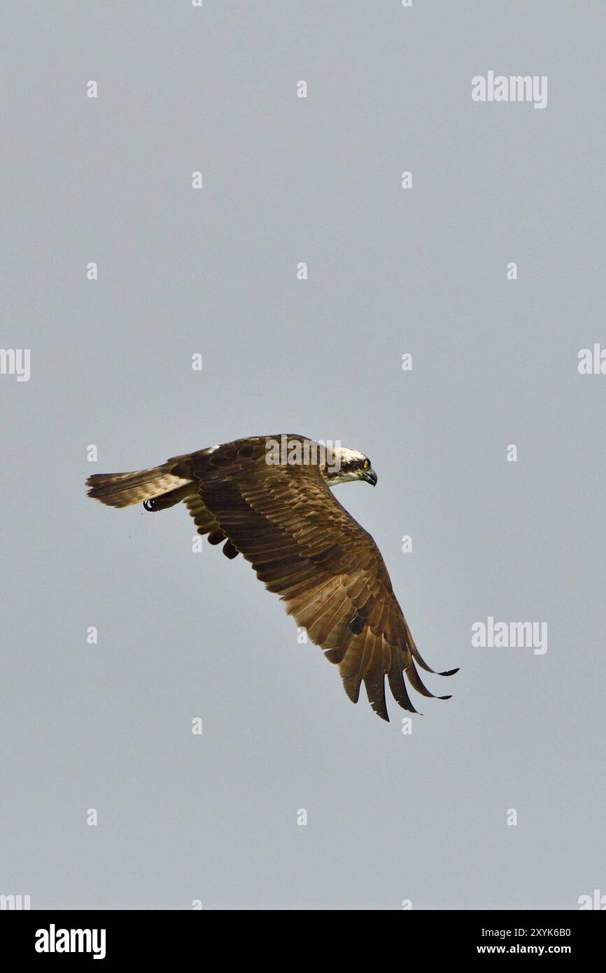 Ospreys hunt hi-res stock photography and images - Alamy