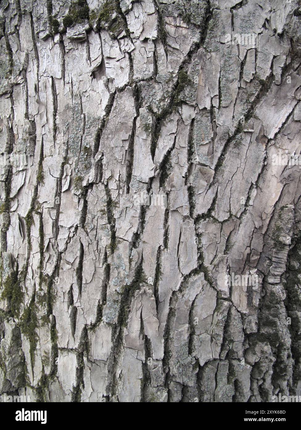 Old tree bark peels off hi-res stock photography and images - Alamy