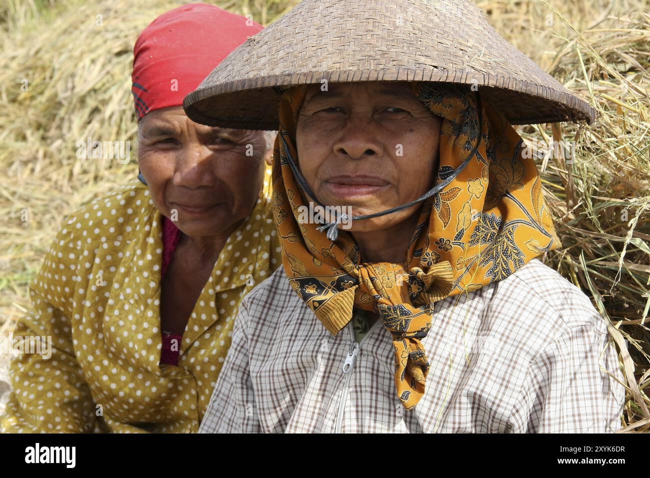 Rice harvest on Lombok Indonesia Stock Photo - Alamy