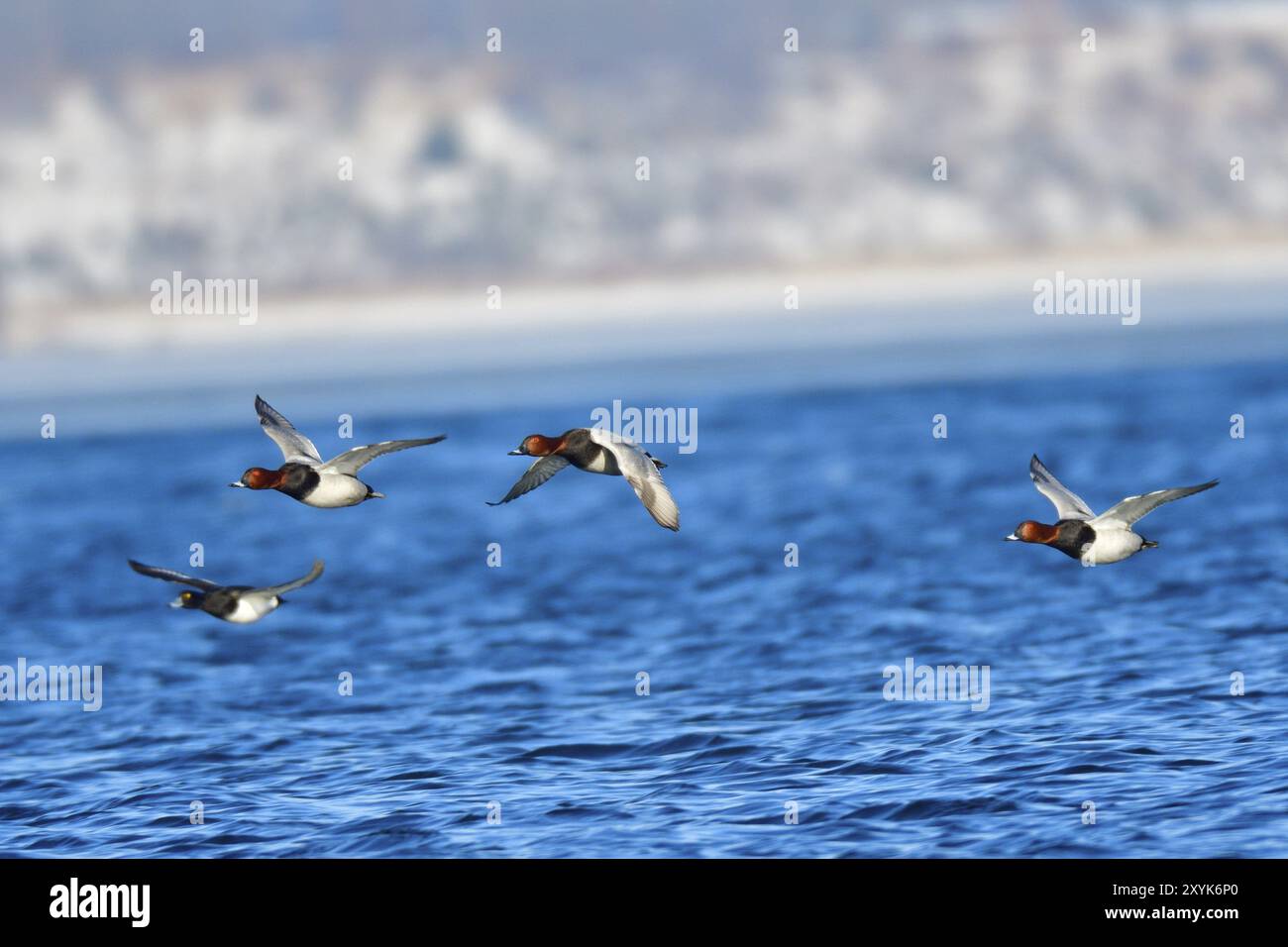 Male Common Pochard in Flight .Male Common Pochard in Flight Stock ...