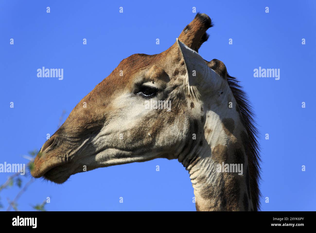 Giraffe in african countryside hi-res stock photography and images - Alamy