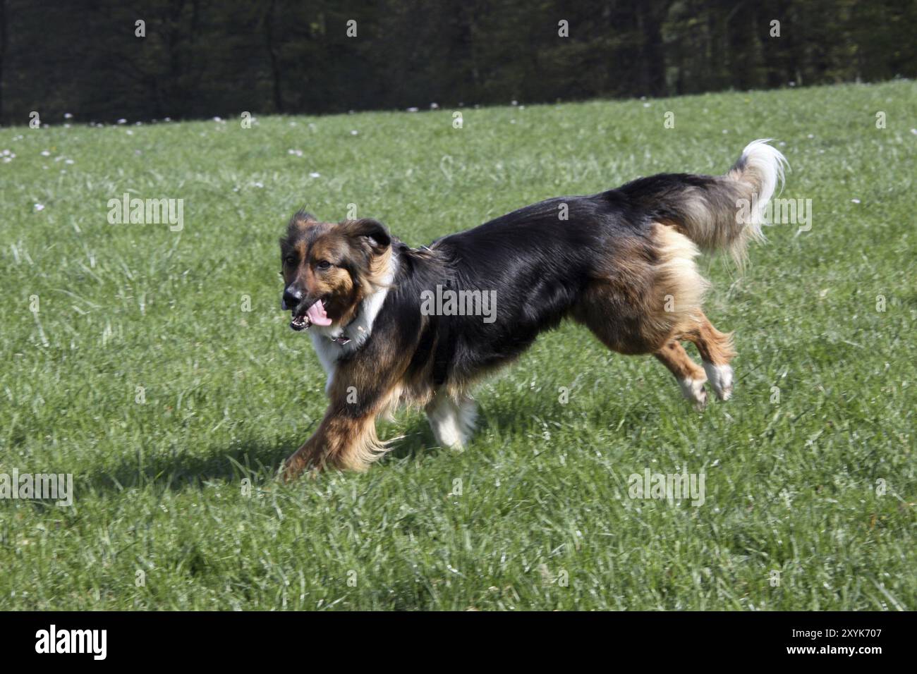 Dog romping hi-res stock photography and images - Alamy