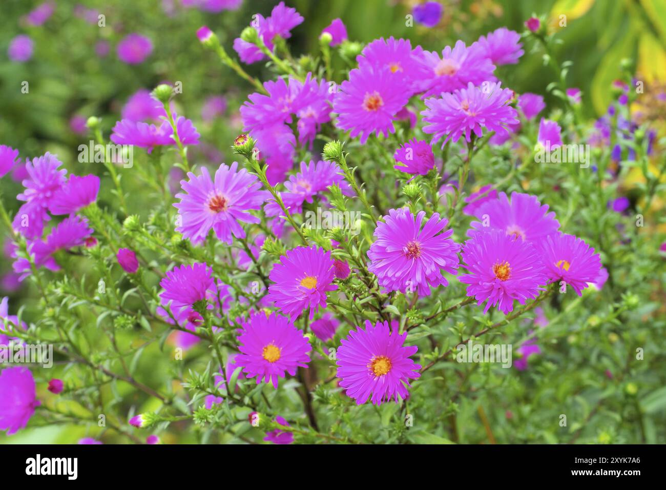 Aster Novi Belgii of the variety Admiration, the flower Aster Novi ...