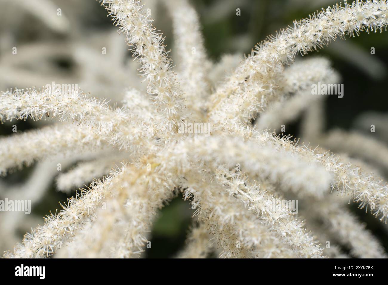 Aruncus dioicus sylvester hi-res stock photography and images - Alamy