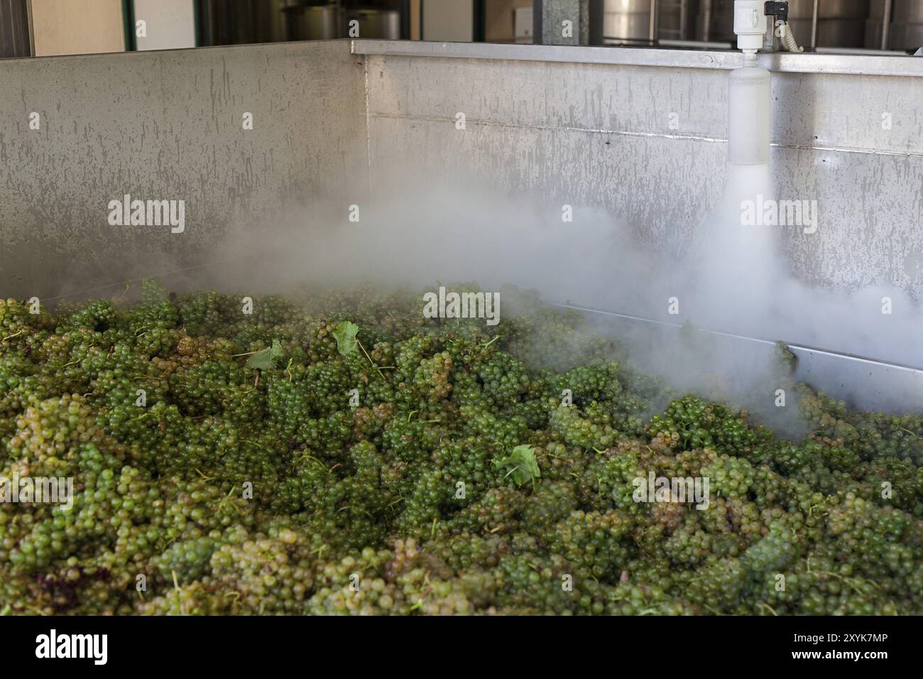 Grapes in a tub hi-res stock photography and images - Alamy