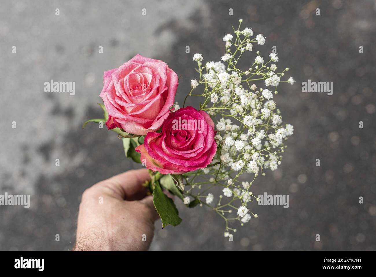 Hand holding flower white roses hi-res stock photography and images - Alamy