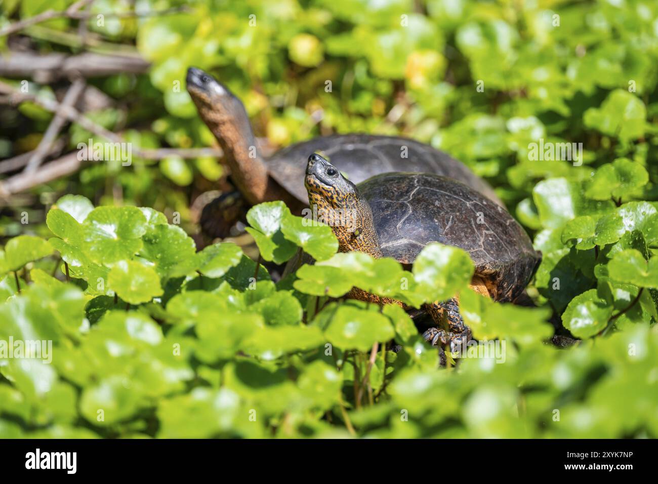American tortoise (Rhinoclemmys funerea) among aquatic plants ...