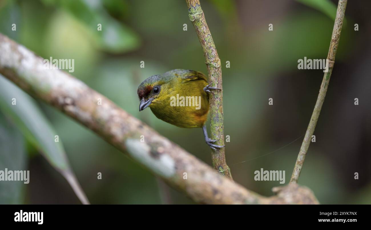 Tangar in a tree, Tortuguero National Park, Costa Rica, Central America ...
