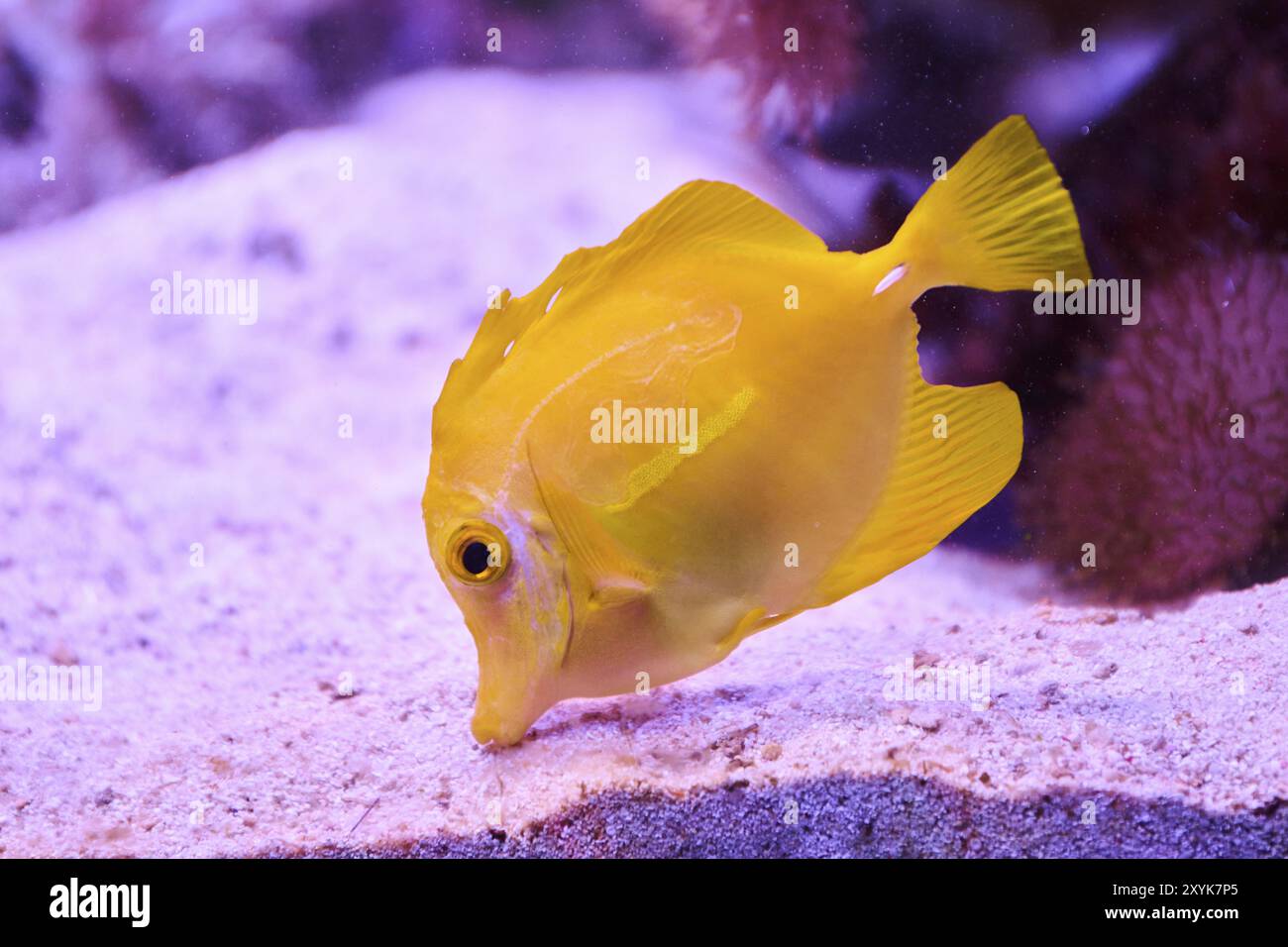 Zebrasoma flavescens in aquarium aquarium hi-res stock photography and ...