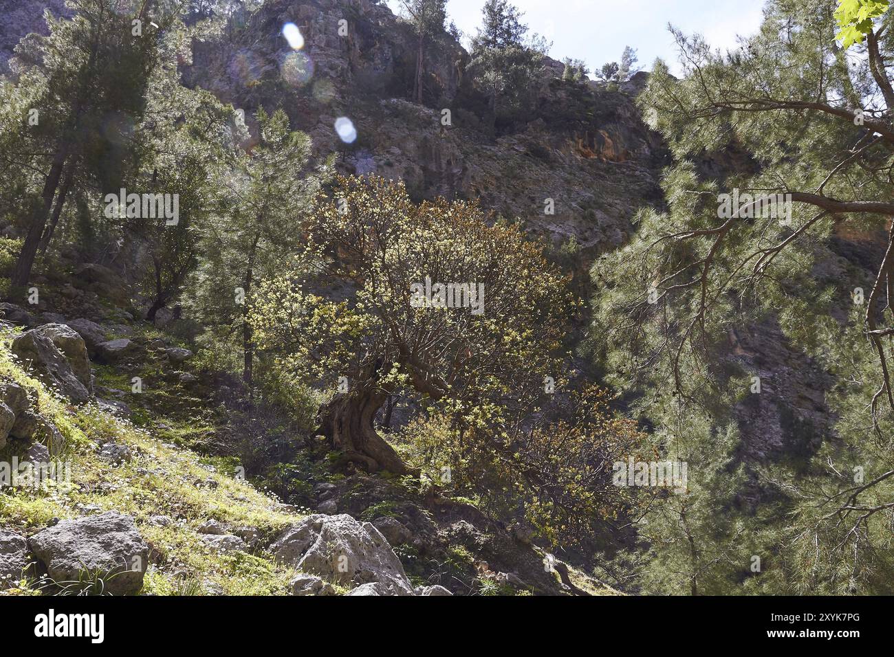 A light-flooded forest in a mountainous landscape with old trees and ...