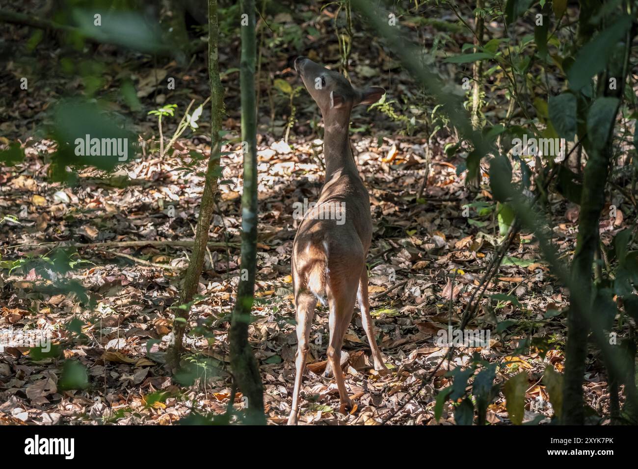 White-tailed deer (Odocoileus virginianus), female in the rainforest ...