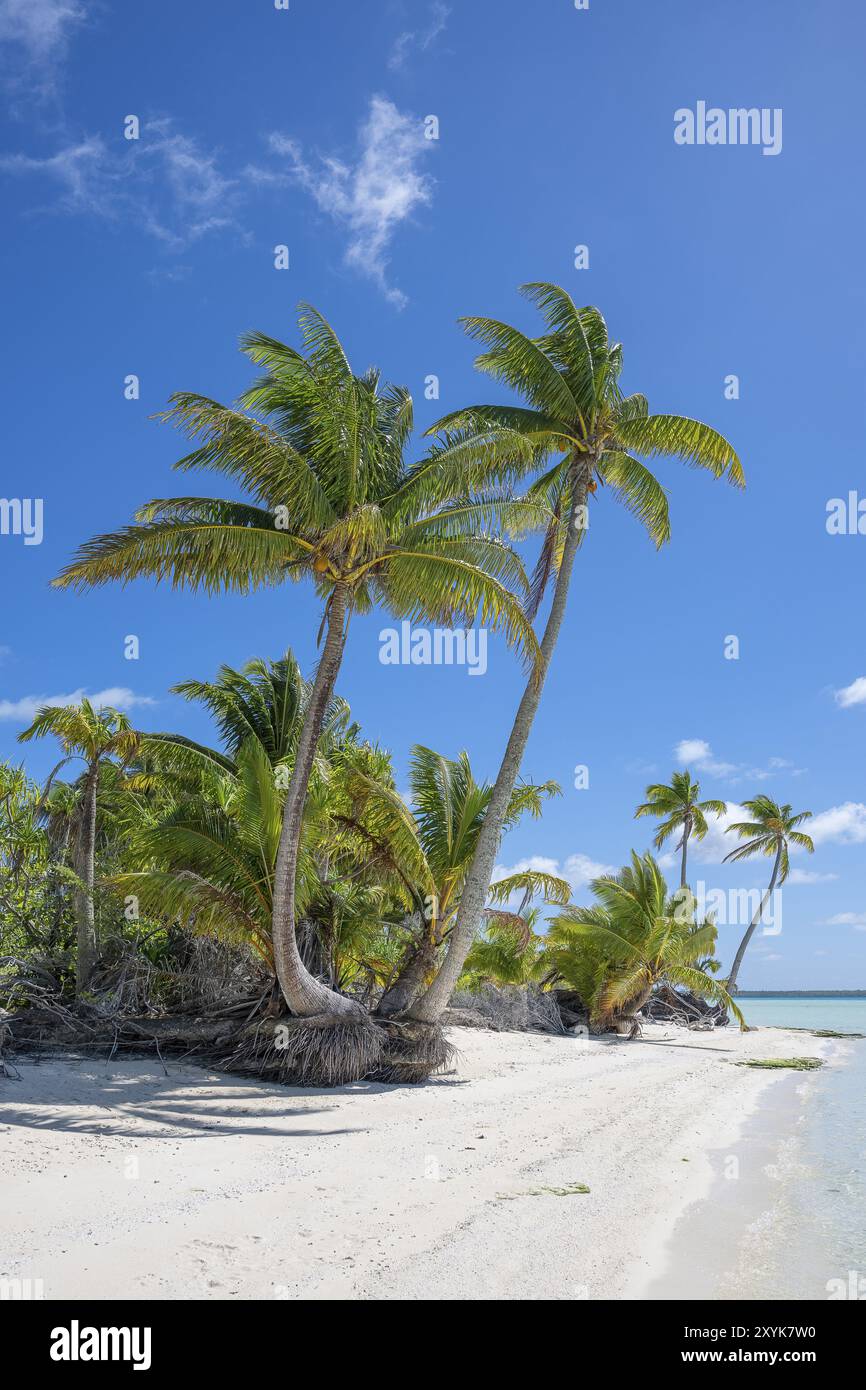 Beach with several double palm trees, coconut palm (Cocos nucifera ...